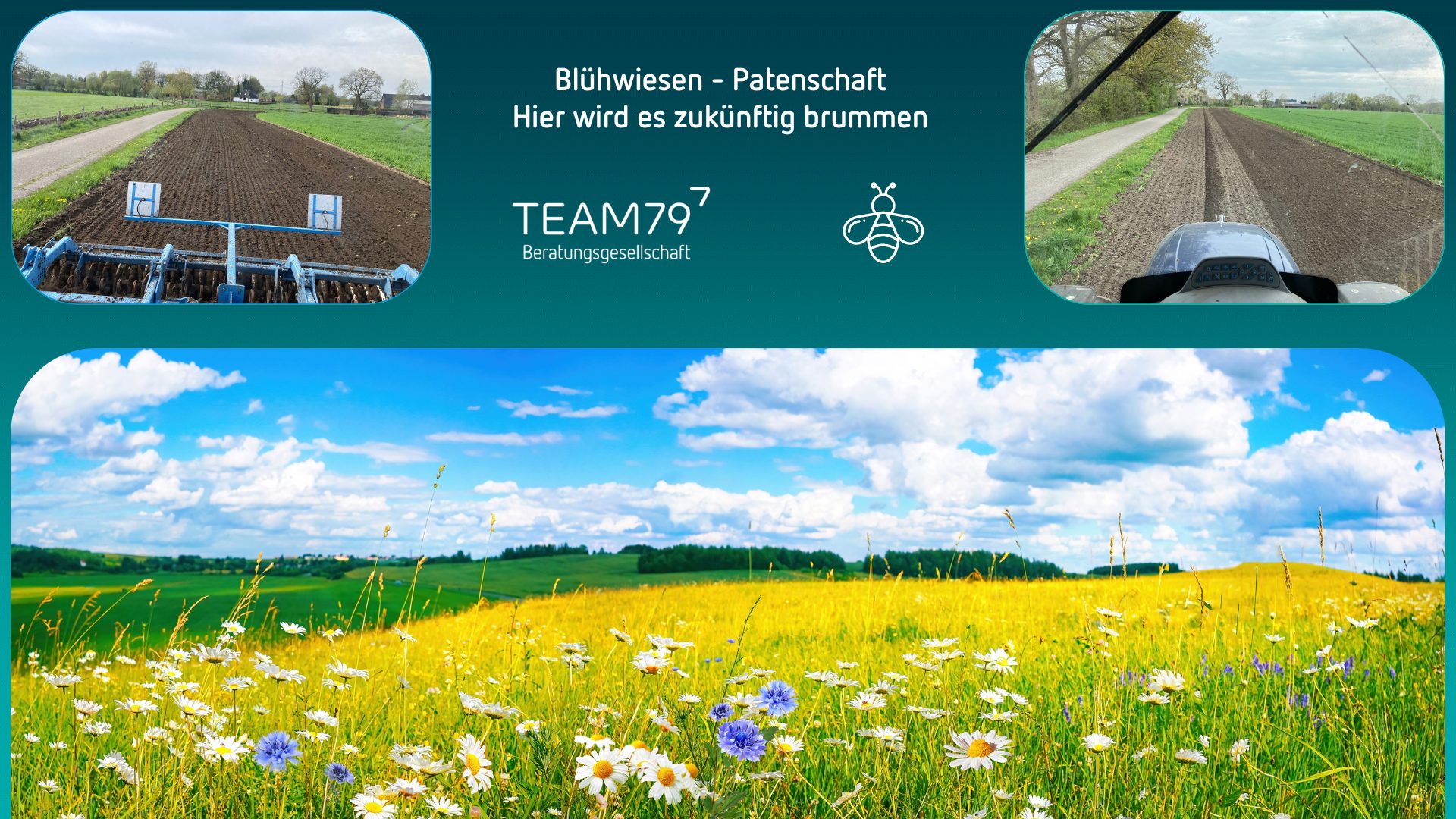 Blühwiesen-Patenschaft - team79 Beratungsgesellschaft